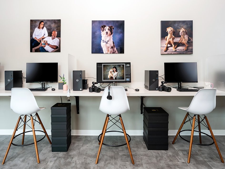 Pet Photography Studio • Queripel & Company (Q&Co) Interior Design